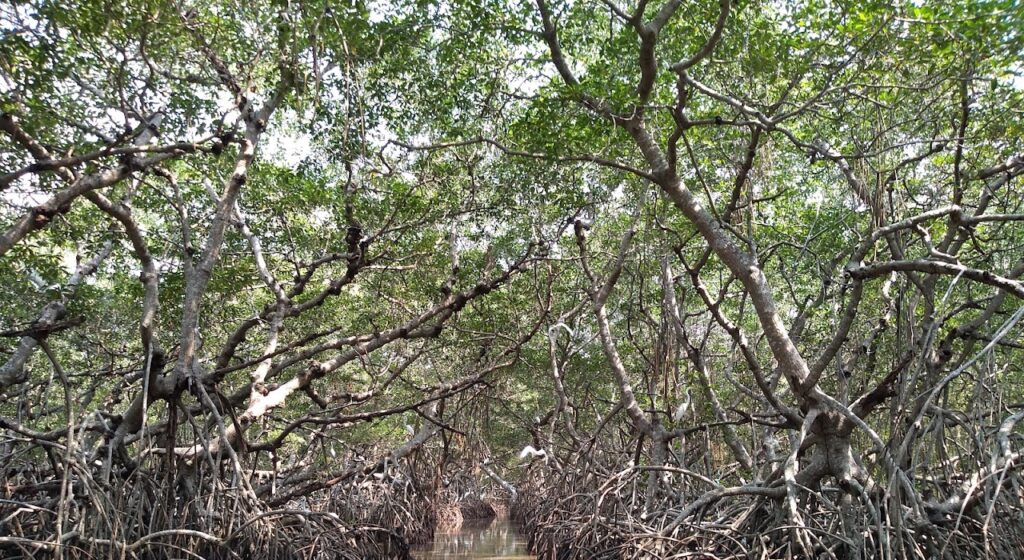 Recorridos por el Manglar – UMA Puerto Ceiba